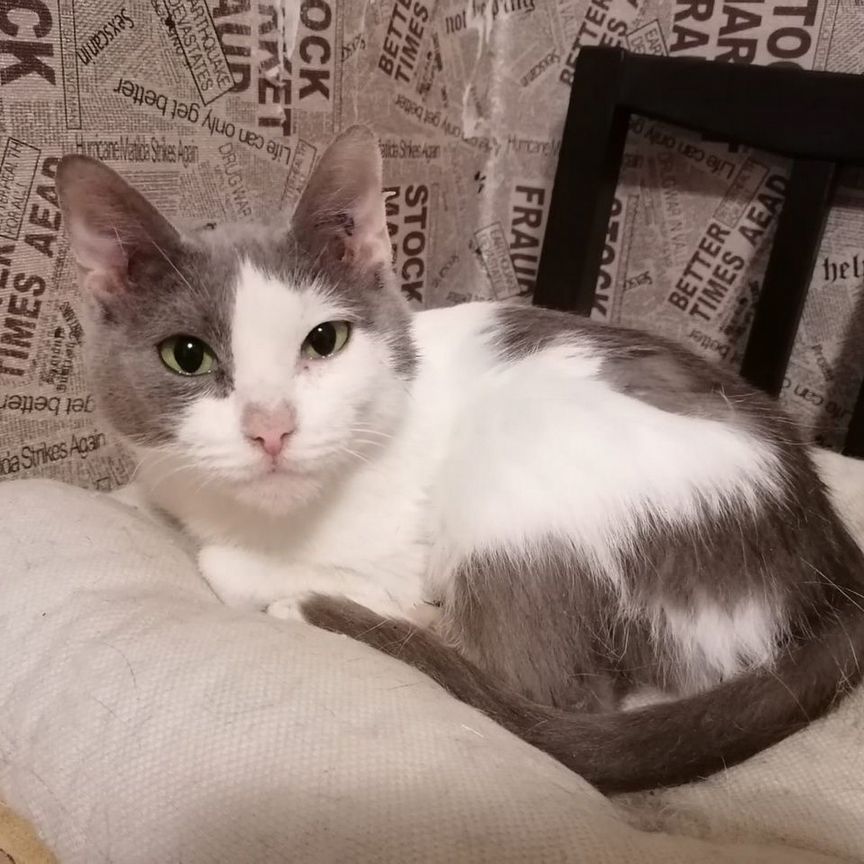 Никому не нужная кошка