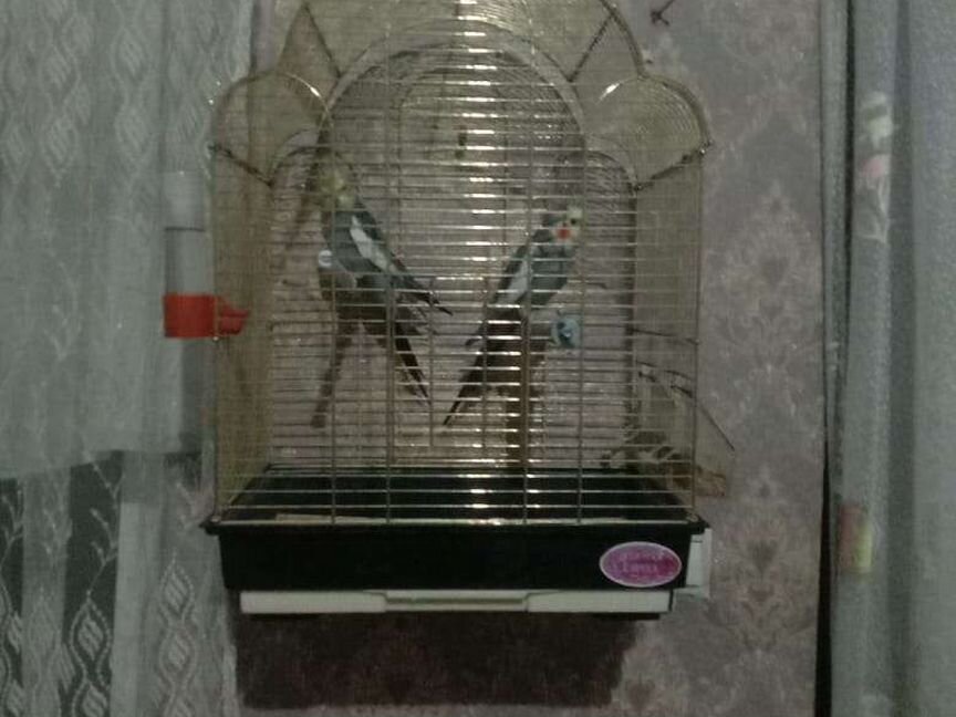 Пара папугаев