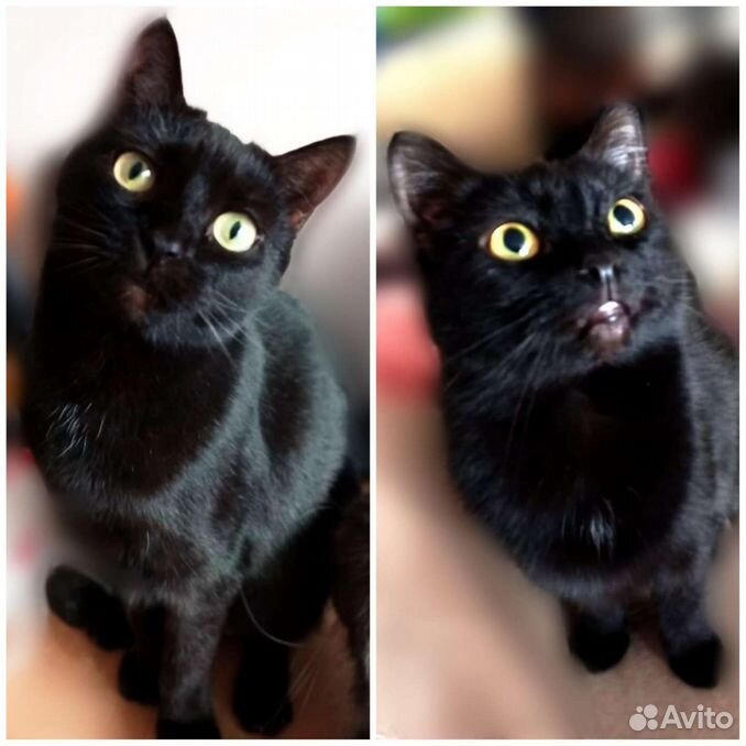 Черные кошки-близняшки в добрые руки