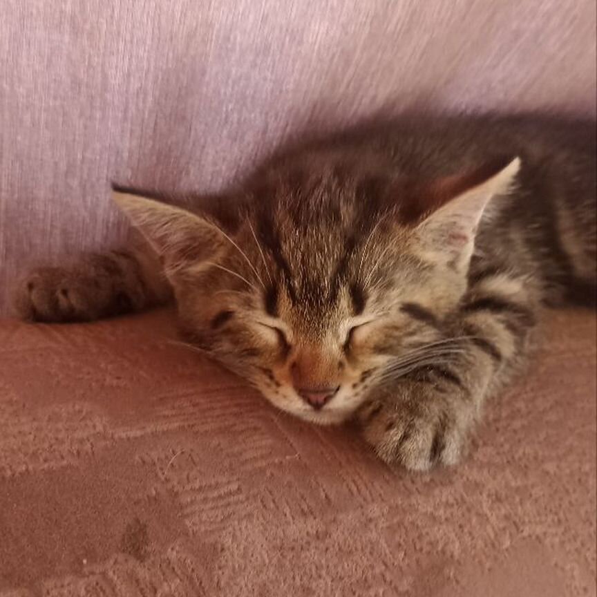 Отдам кота в добрые руки