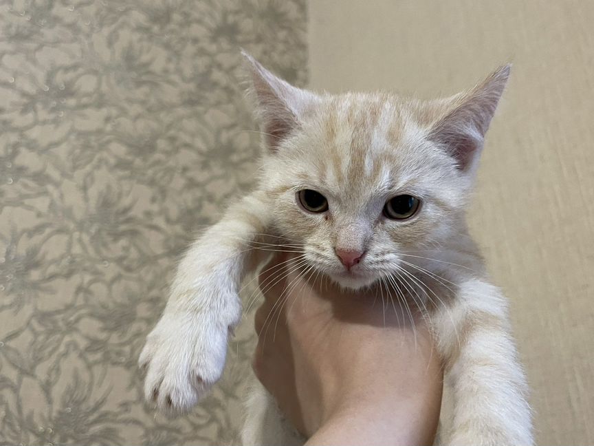 Котенок Коперник рыжий в дар