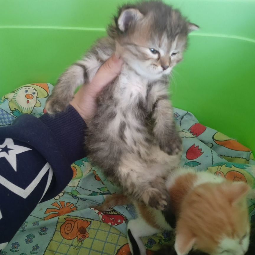 Отдаём девочку бесплатно 25 августа