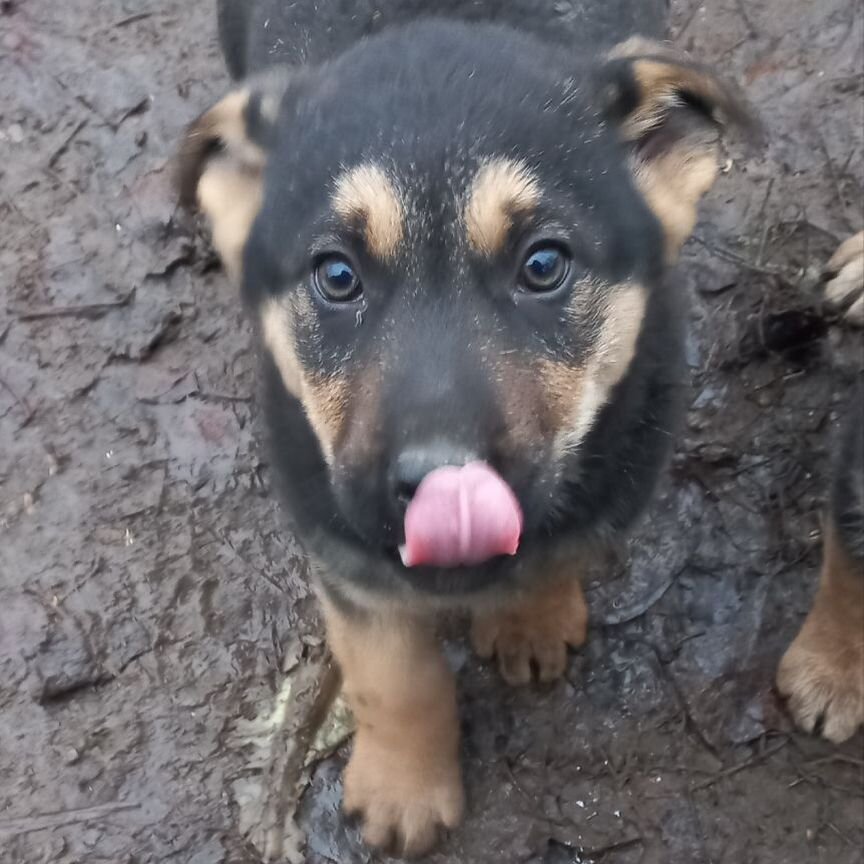 Щенок в добрые руки бесплатно
