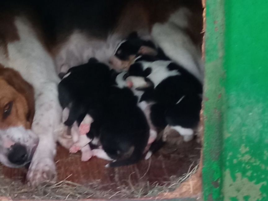 Щенки Эстонской гончей