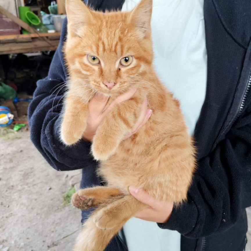 Котята мышеловы