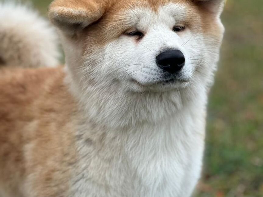 Шикарный кобель акита ину