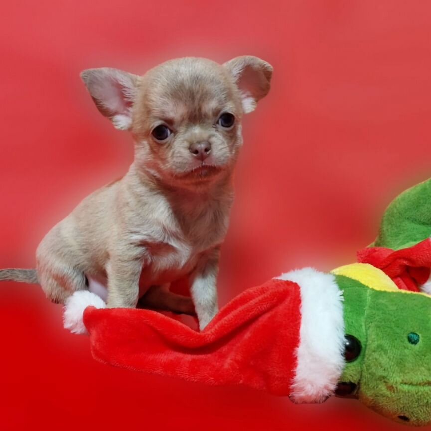 Эксклюзивная девочка РКФ