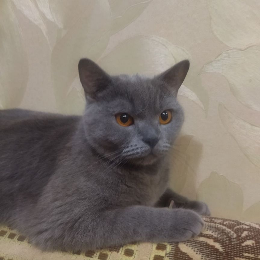 Шотландская короткошерстная вязка