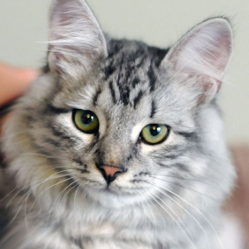 Снежный кот Марвел в добрые руки