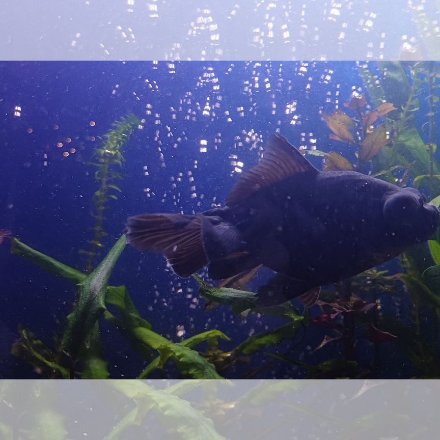 Рыба телескоп