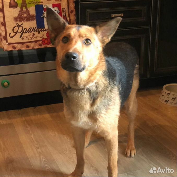 Собака Перси ищет дом