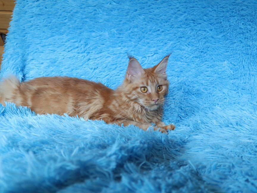 Девочка-подросток Мейн Кун