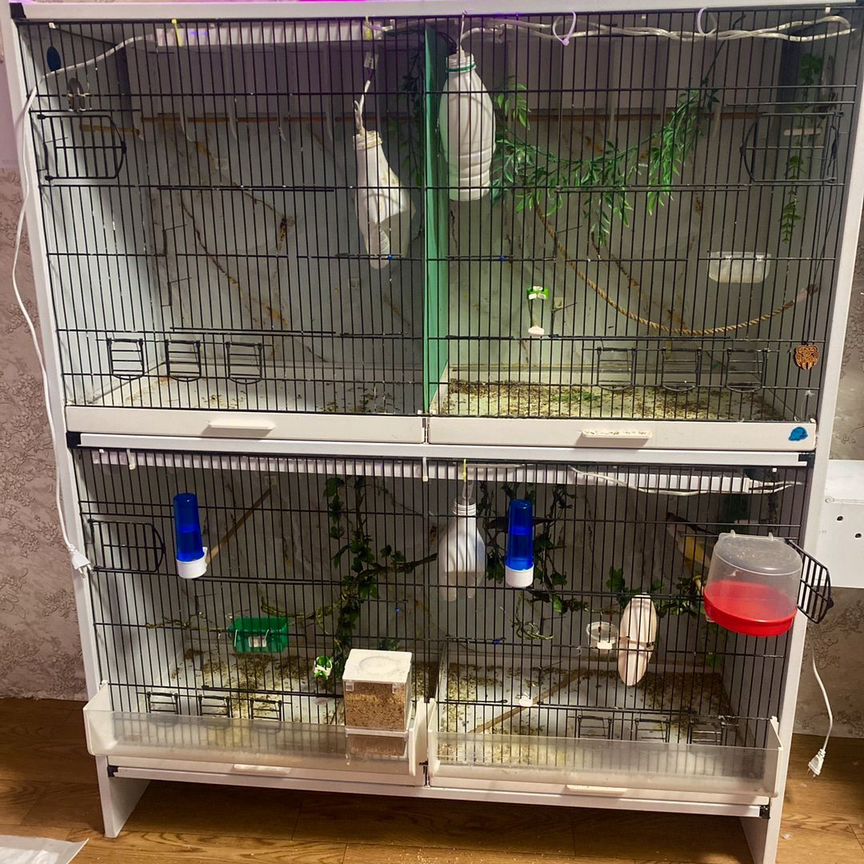 Клетка бокс