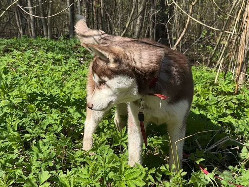 Щенок Помски