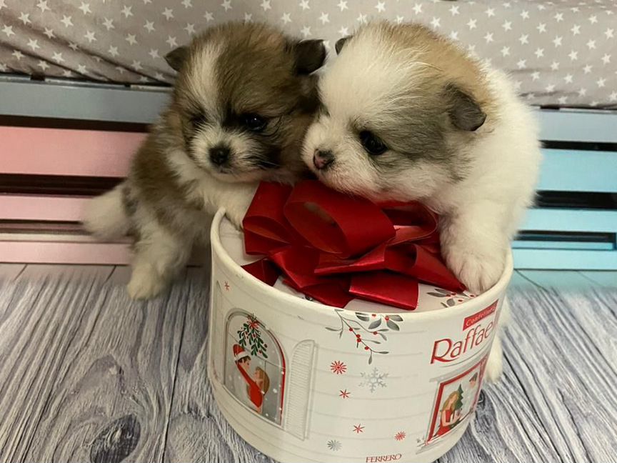 Померанский шпиц