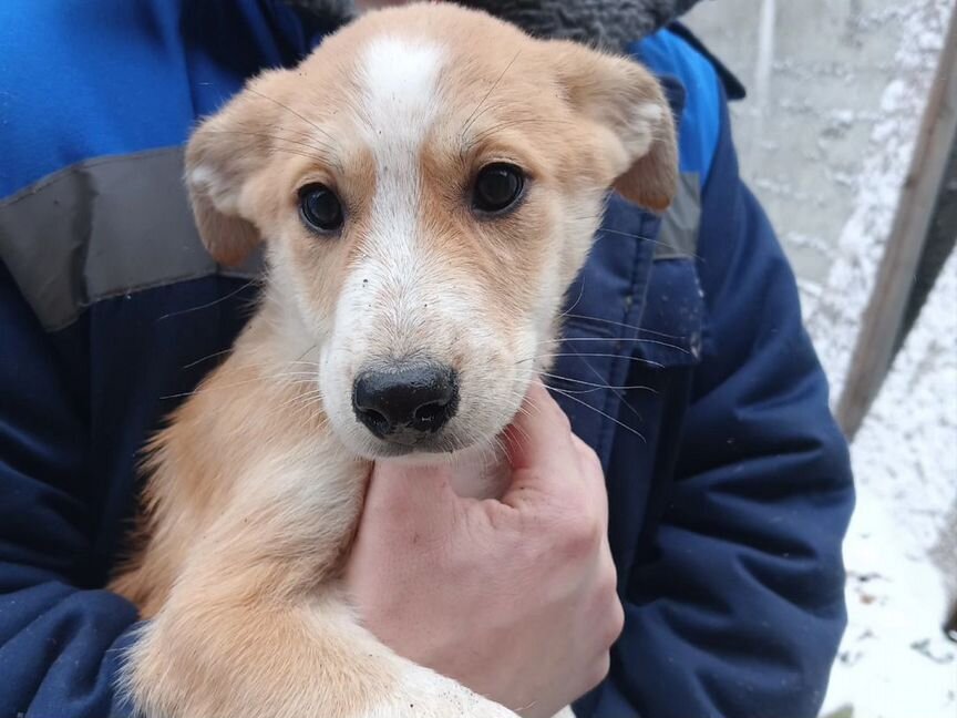 В надежде на чудо для щенков