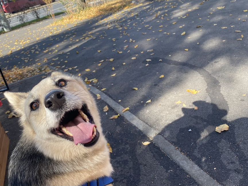 Собака в добрые руки