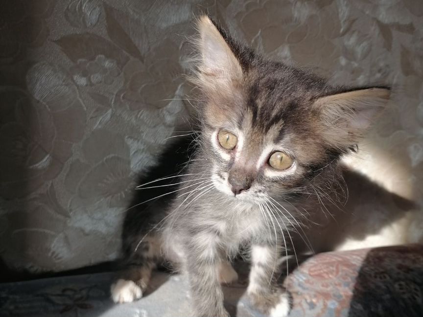 Котенок в дар