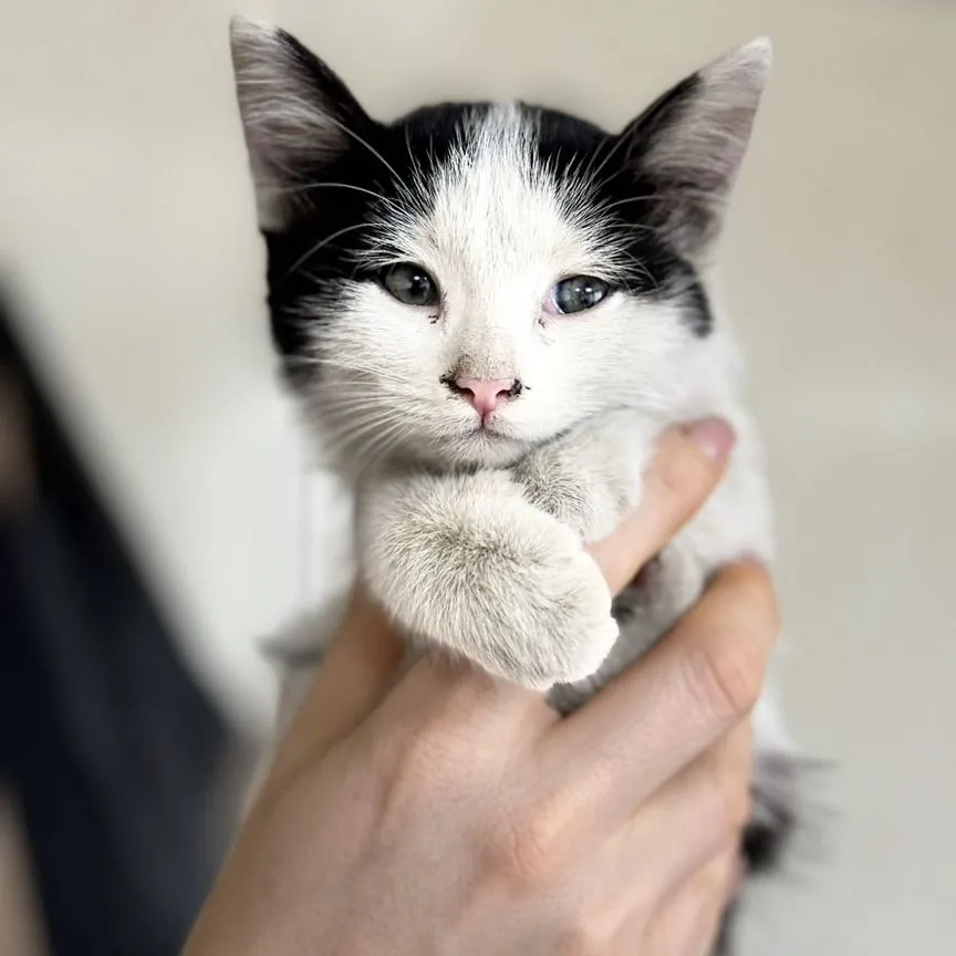 Котята ищут дом