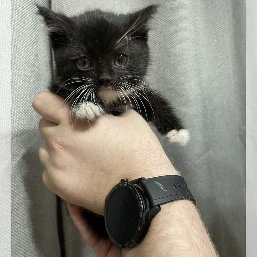 Котёнок в добрые руки