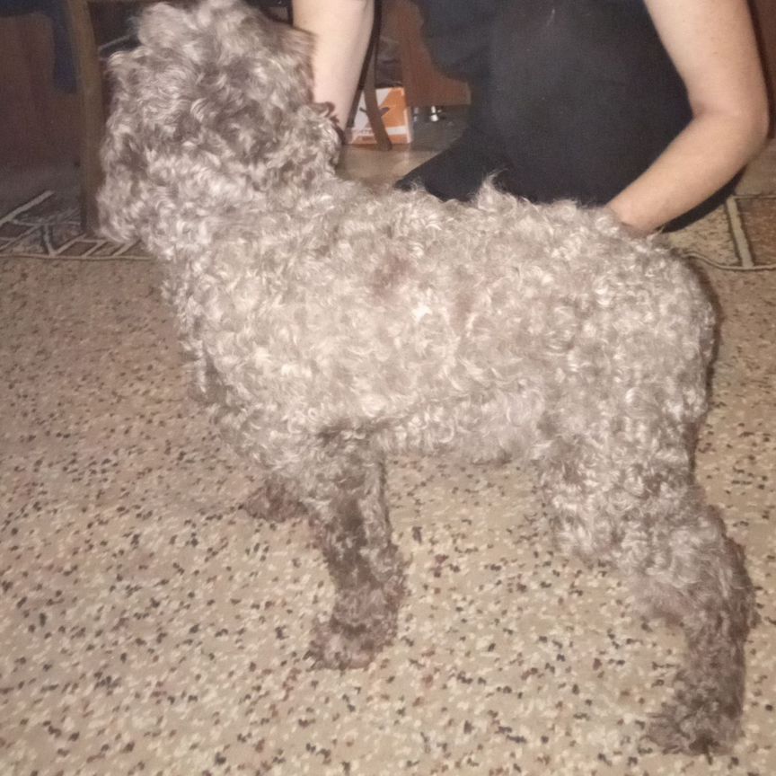 Пудель, взрослая собака