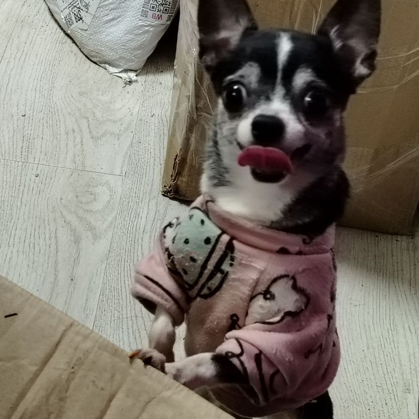 Чихуахуа, щенок