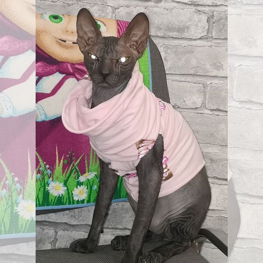 Донской сфинкс, взрослая кошка