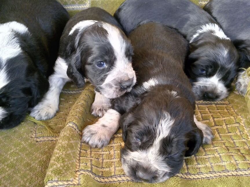 Английский кокер спаниель