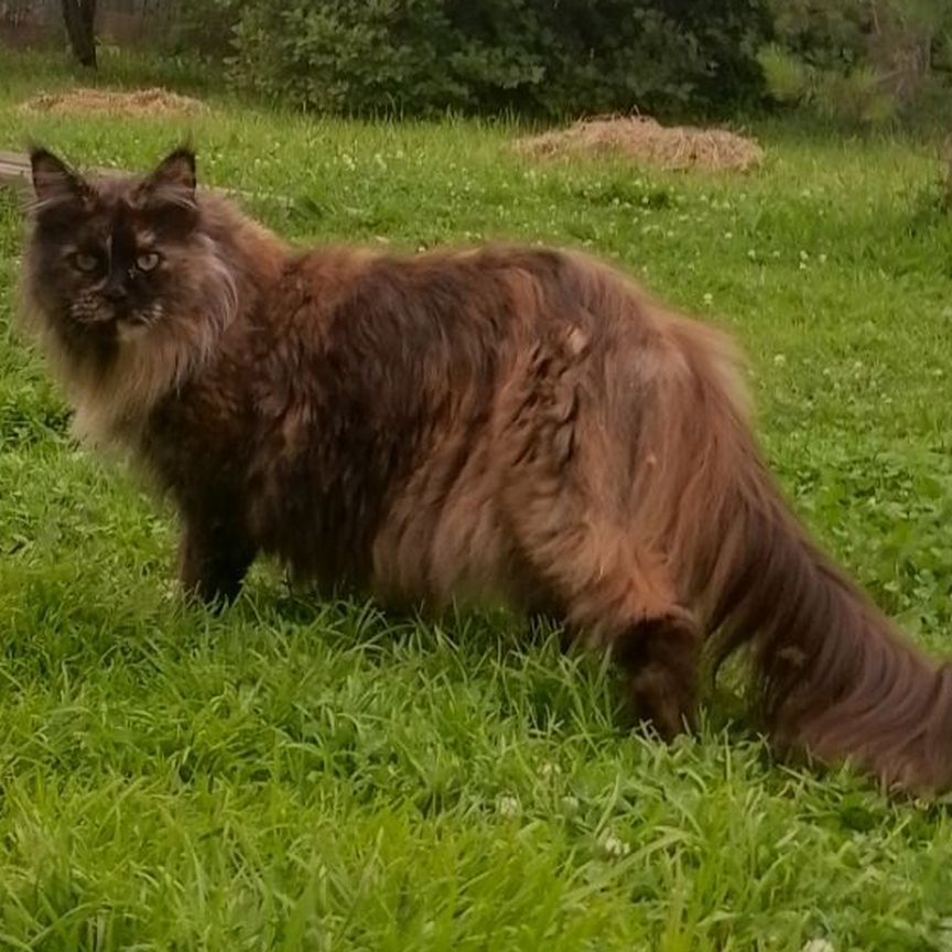 Мейн-кун, взрослая кошка