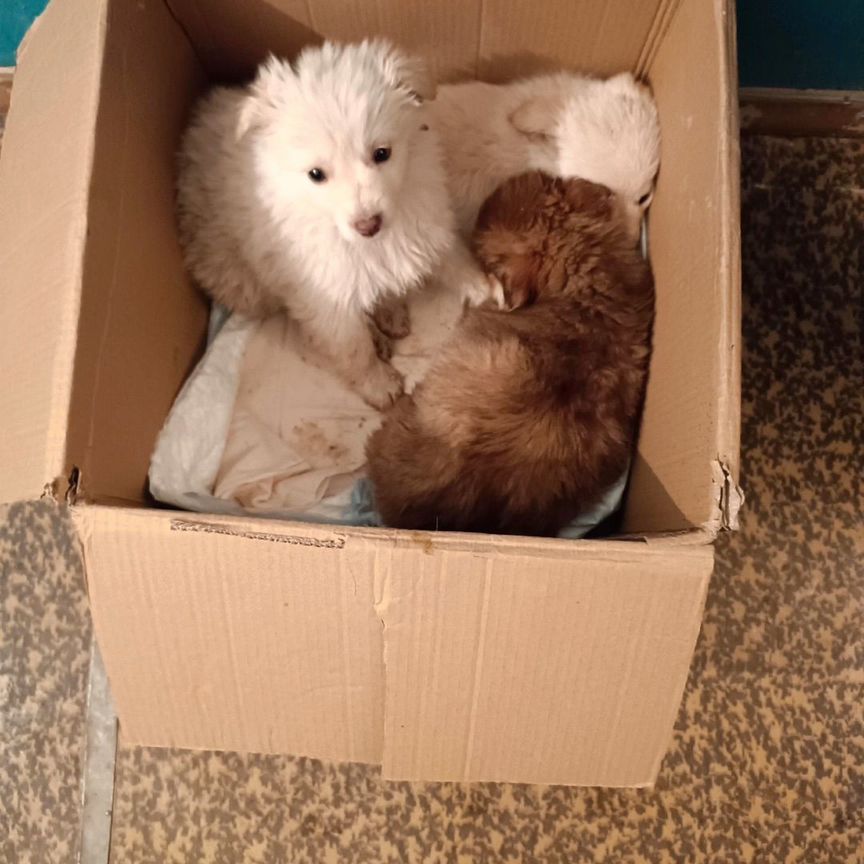 Щенки 1,5 месяца