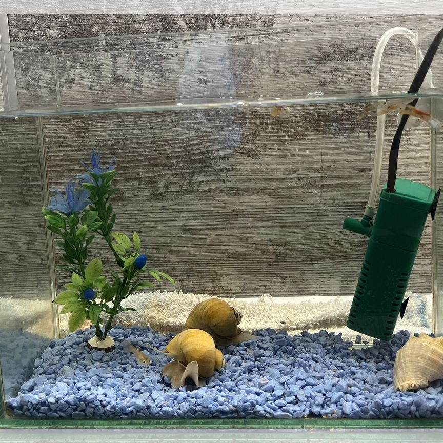 Аквариумные рыбки