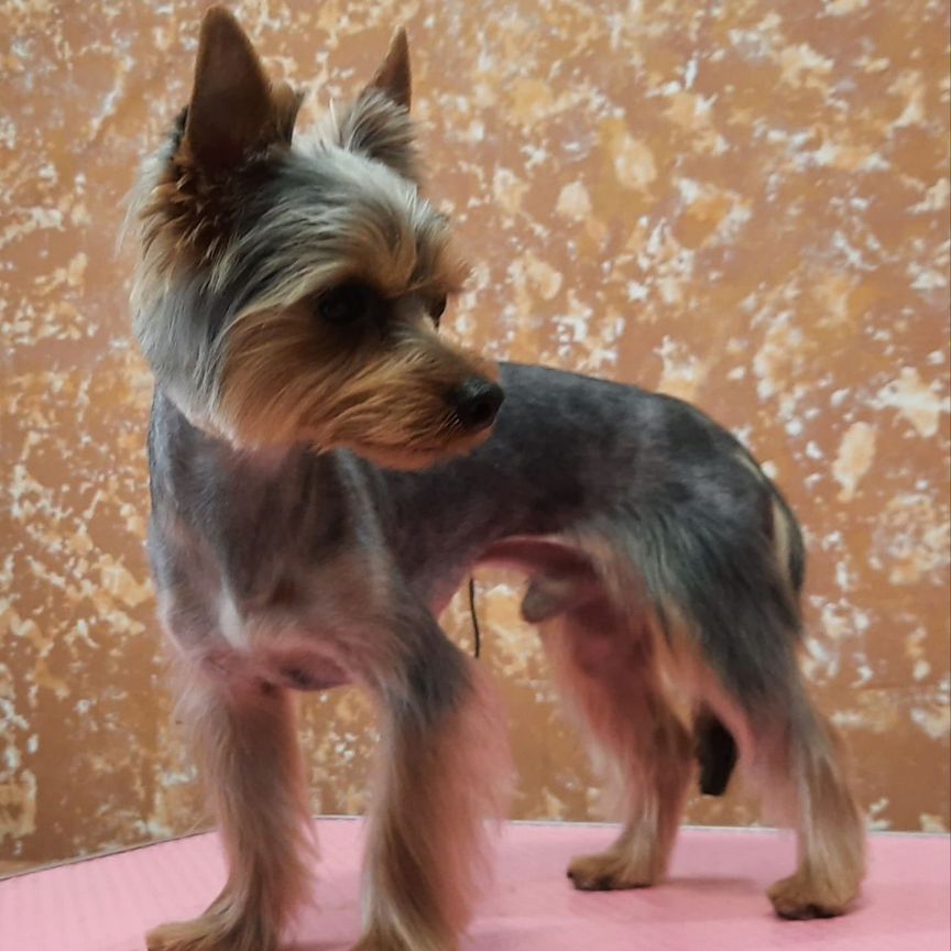 Йоркширский терьер вязка