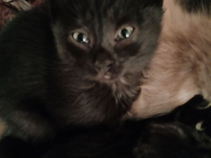 Уголёк ищет дом