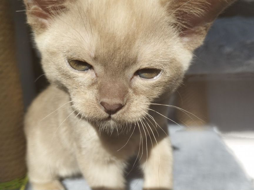 Кошки