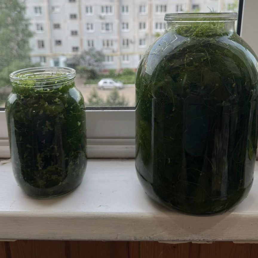 Роголистник в аквариум