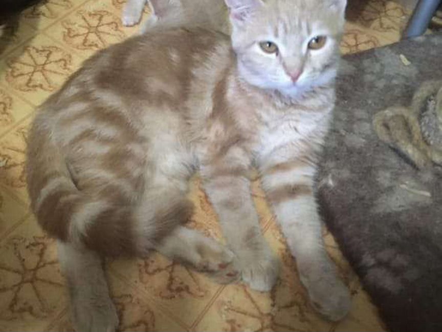 SOS кошечки