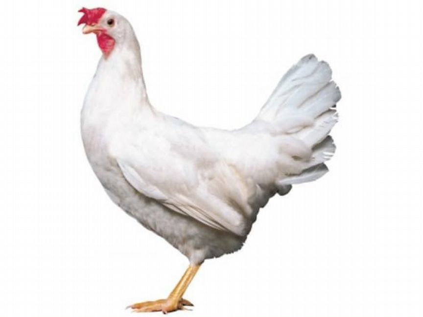 Курочки несушки