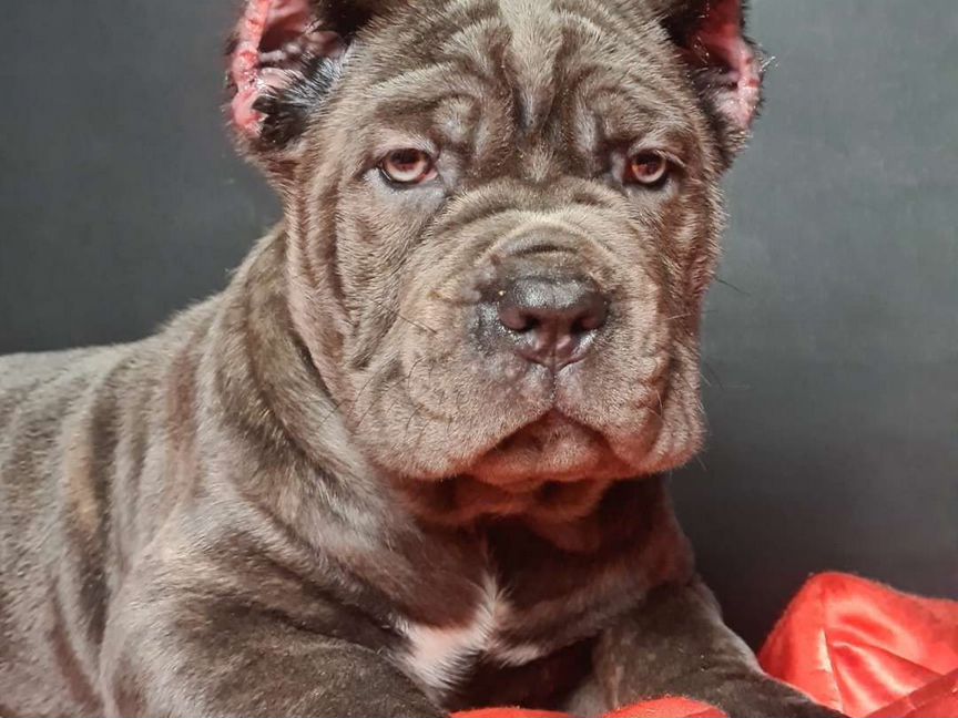 Мощь Грация Красота