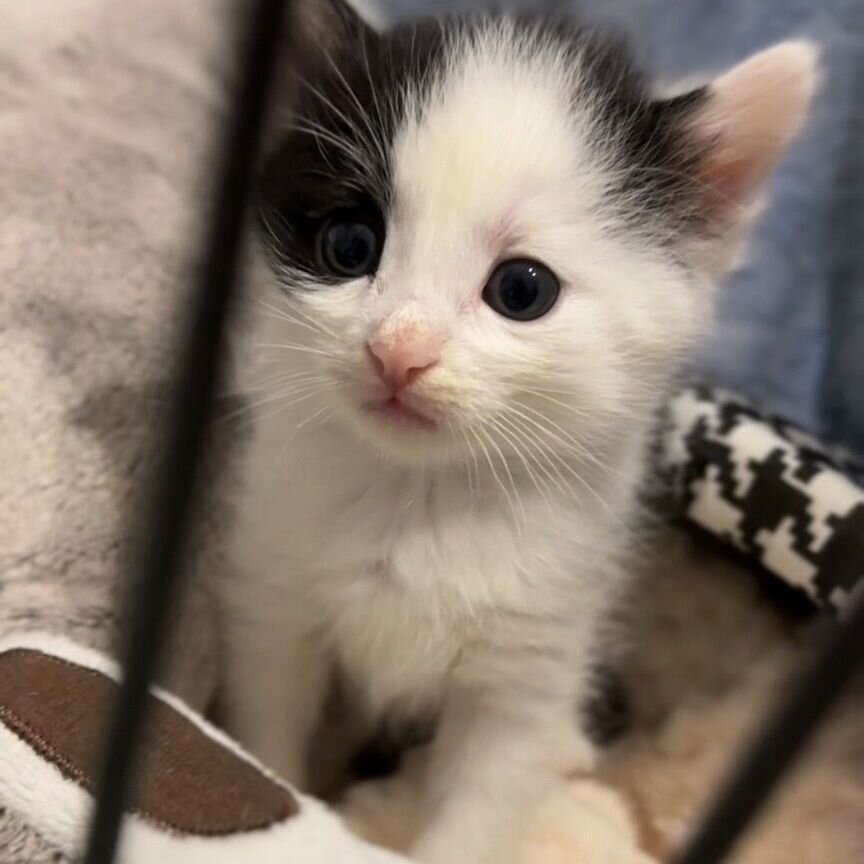 Смелый мальчуган