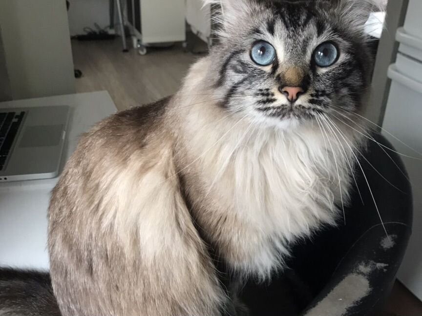 Котик ищет дом