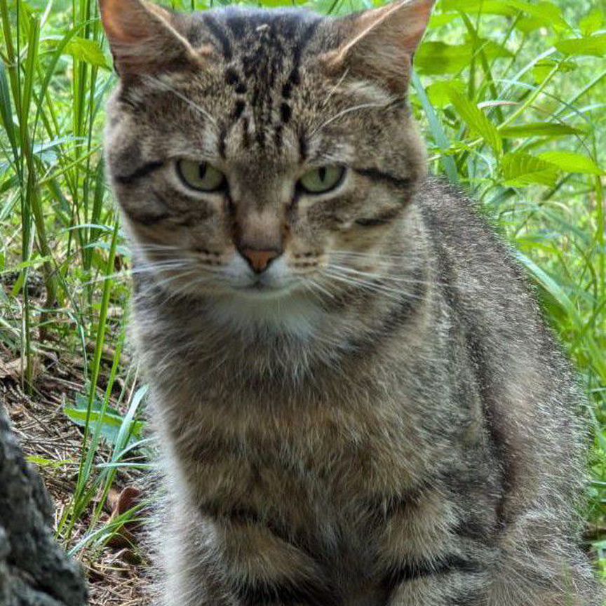 Ручной котик Жорик голодает в деревне,нужен дом