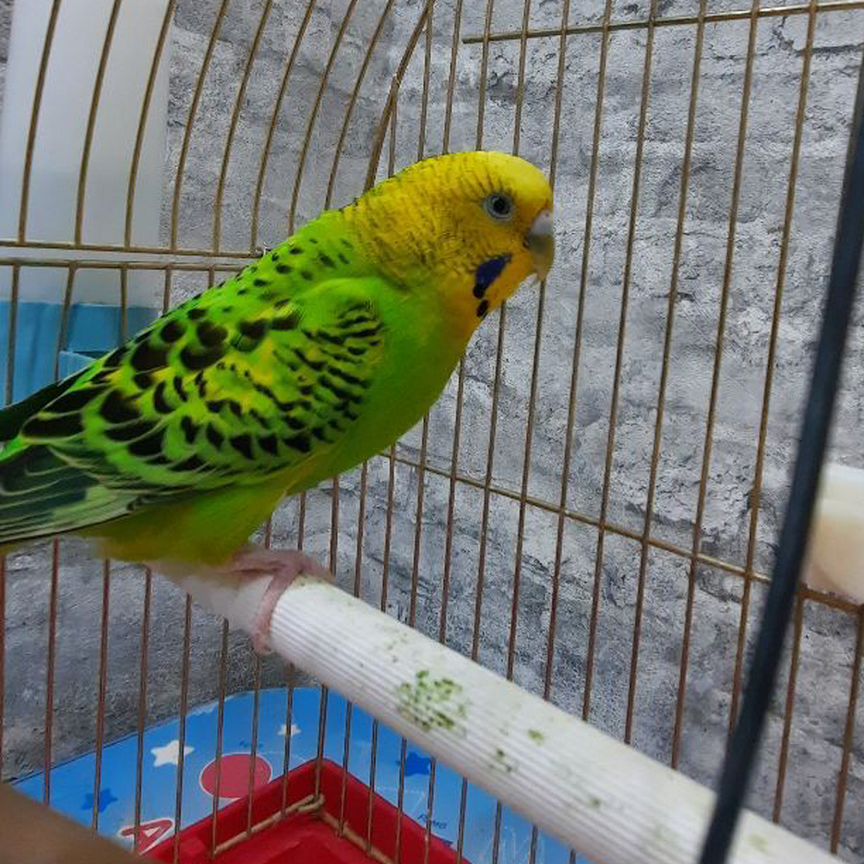 Волнистый попугай с клеткой