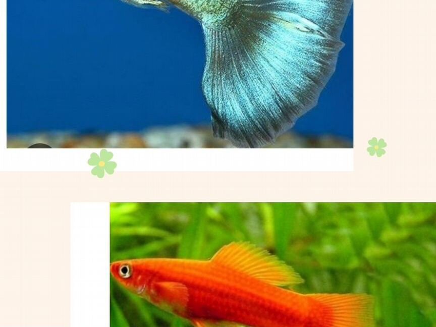 Мальки гуппи, меченосцы