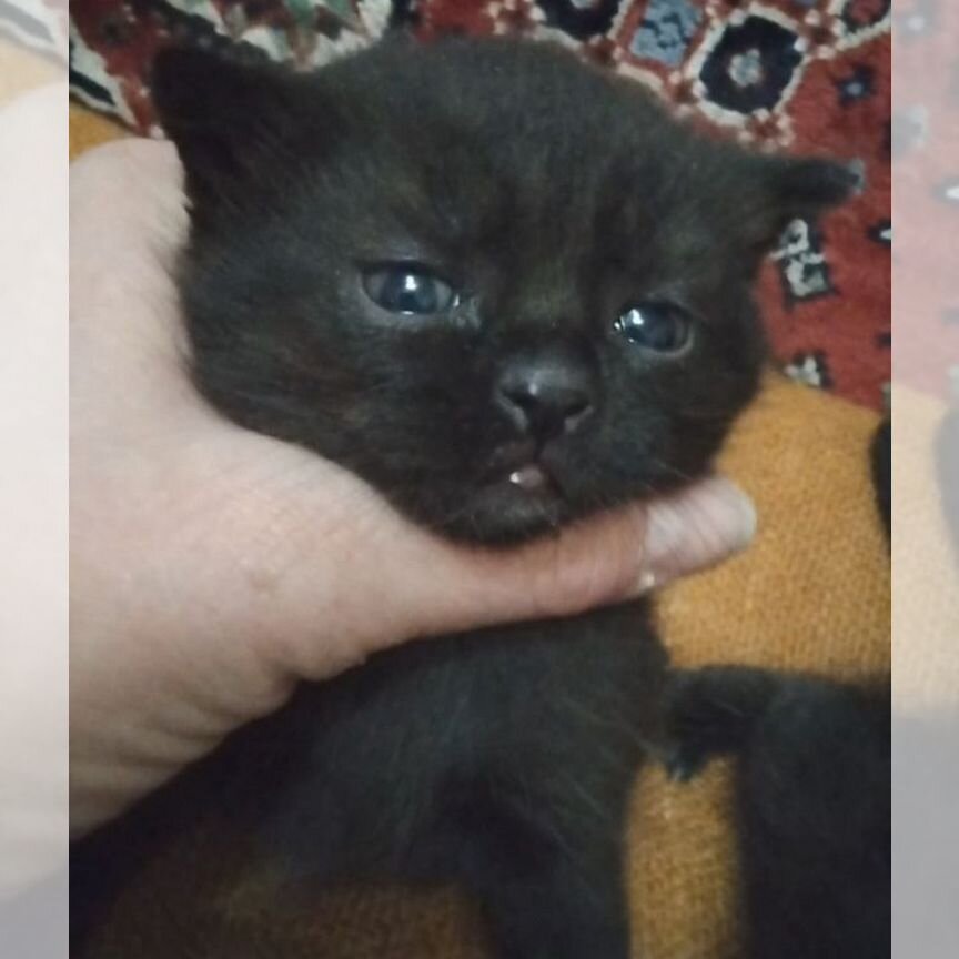 Британский короткошёрстный котёнок