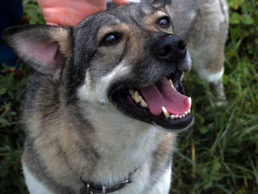 Жулька в поисках семьи