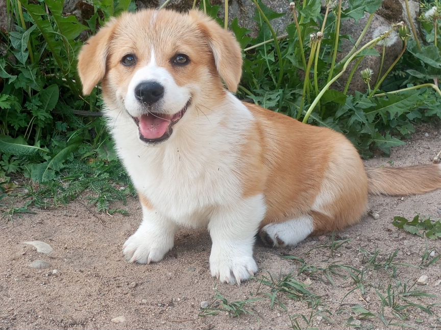 Щенки корги
