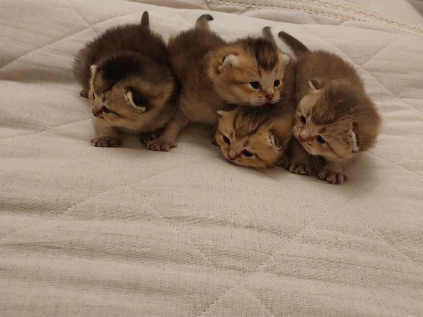 Шотландсквя шиншилла котята