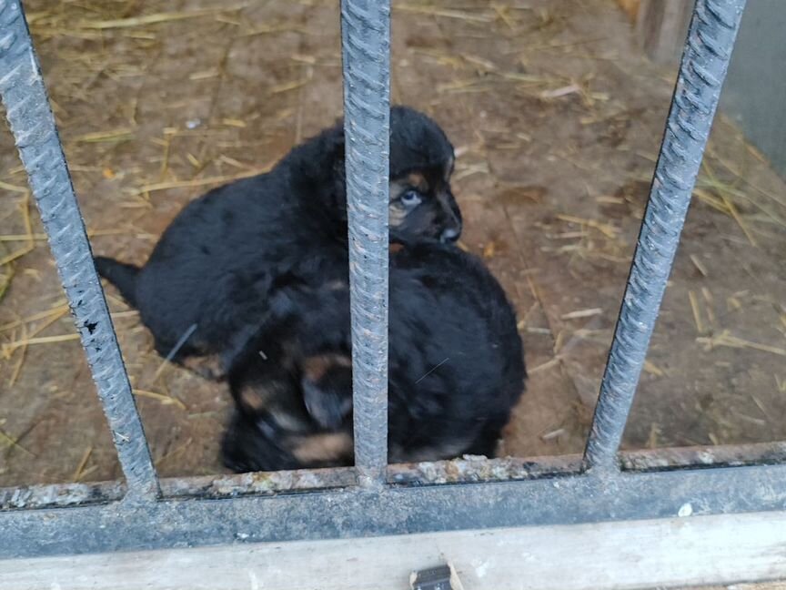 Щенки немецкой овчарки длинношерстной