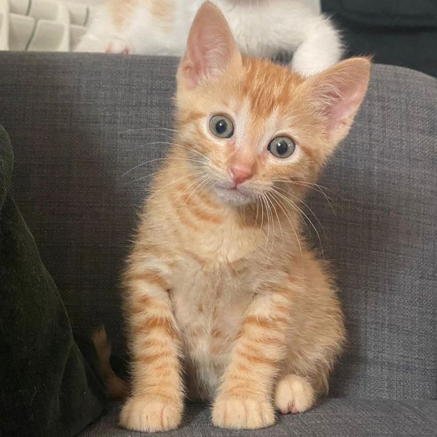 Котёнок от частного владельца