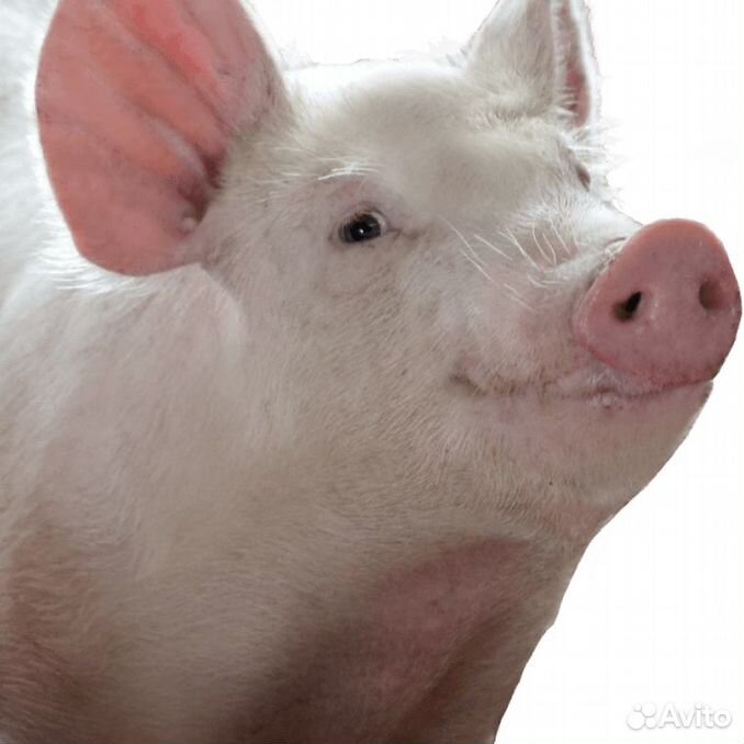 Свиньи живым весом продам